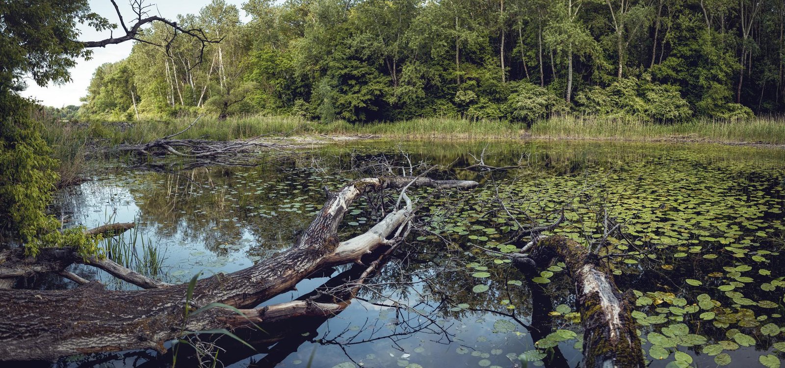 Donau-Auen National Park: Austria’s Pristine River Wilderness - Next ...